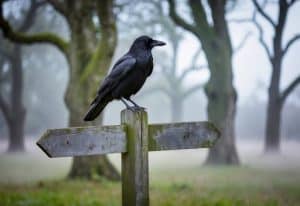 Raven Method Shifting: A Comprehensive 12-Step Guide (2024 Edition ...